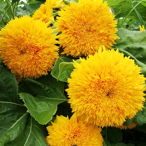 Teddy Bear Dwarf Sunflower Seeds Muciakie