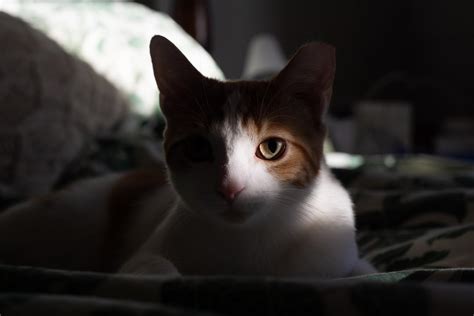 Dramatic Kitty 50mm F18 Rnikonzseries