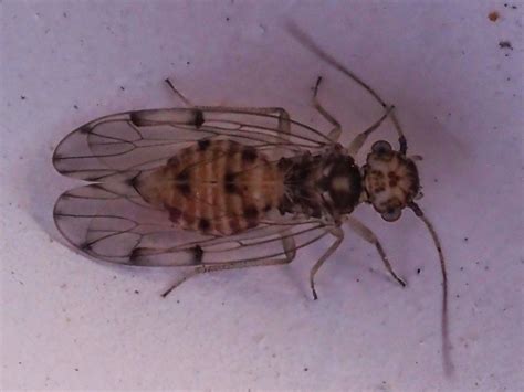 Ectopsocus Cf Meridionalis Insects