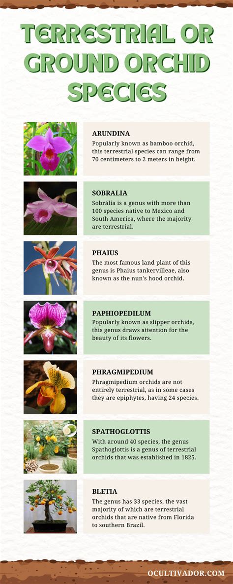 Orchid Plant Types
