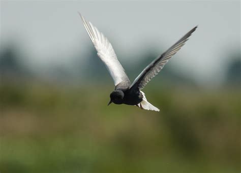 White Winged Tern Birdforum