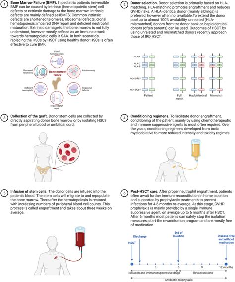 Visual Dictionary Of The Key Elements Involved In Pediatric Bone Marrow Download Scientific