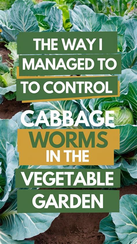 🌿 Secrets To Mastering Cabbage Worm Control In Your Veggie Garden 🐛 In 2025 Cabbage Worms
