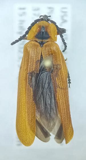 Looks Like L Fulvellus Lycostomus Fulvellus Bugguidenet