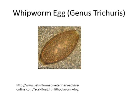 North Carolina Ffa Veterinary Science Cde Ppt Video Online Download