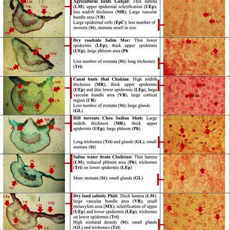 Leaf Cross Sections And Epidermal Surface View Of Ipomoea Carnea Jacq