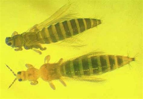 Order Thysanoptera Ent 425 General Entomology