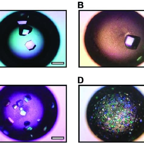Crystallization Phase Diagrams For Lysozyme In The Absence Of Layered