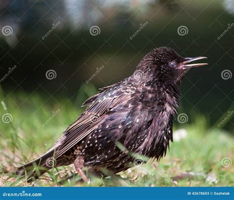 Thrush In The Grass The Bird Stock Image Image Of Grass Nature