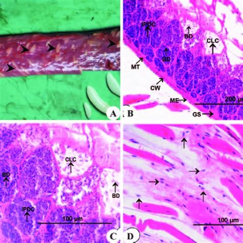 Amorphous Globosus Monster With Thick Black Skin Without Hairs On
