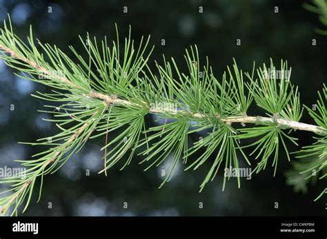 Western Larch Needles