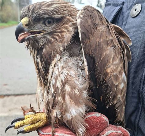 Buizerd In De Bosjes Dierenhospitaal En Dierenambulance Den Haag Eo