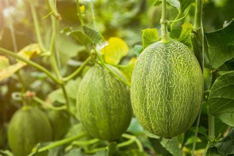 8 High Maintenance Plants To Avoid Growing In Your Garden