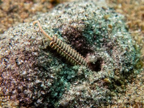 Red Bristle Worms