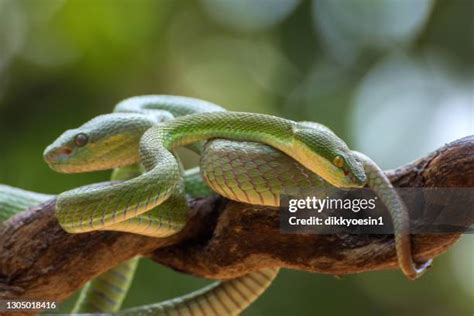 Mating Snakes Photos And Premium High Res Pictures Getty Images