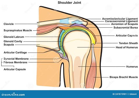Shoulder Joint Anatomy Infographic Diagram Physiology Physiotherapy