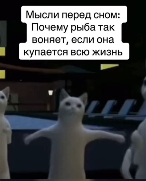 Create Meme Cat The Dancing Cat Meme Dancing Cats Pictures