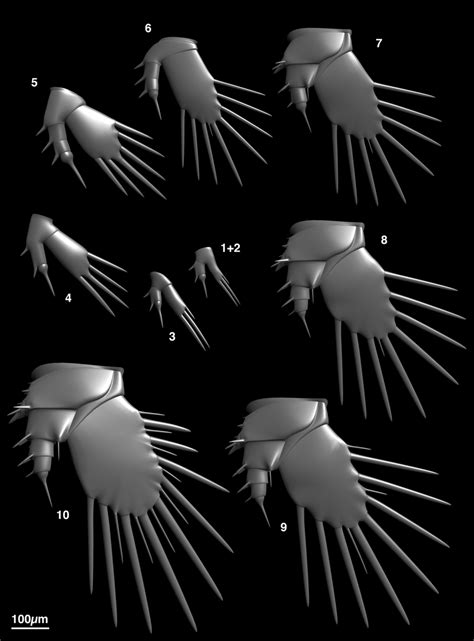 4d Model Of The Fourth Cephalic Appendage Of †henningsmoenicaris