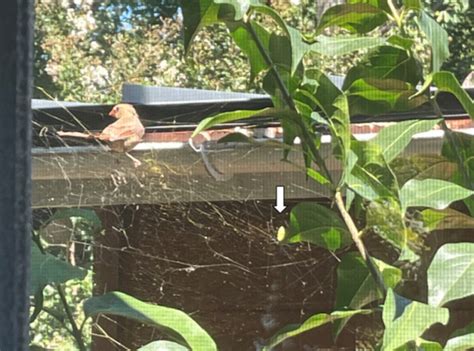 A Spider Web So Strong A Bird Stood On It Without Breaking It Album On Imgur