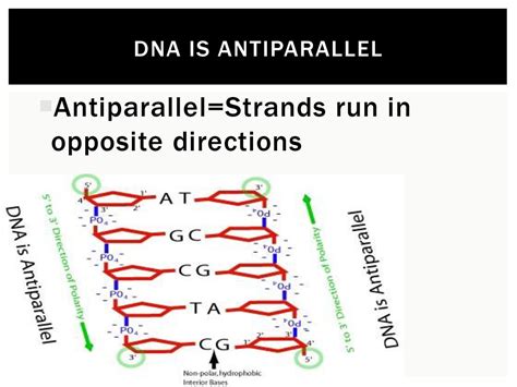 Dna History Structure And Replication Ppt Download