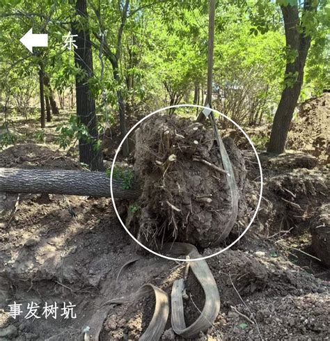 违章作业致1死！北京星河绿源园林苗木有限公司物体打击事故查明园林星河树木新浪新闻