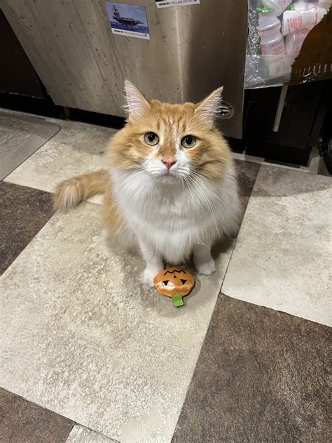 Bubu Princess Ryleigh Memorial Svpc Biz