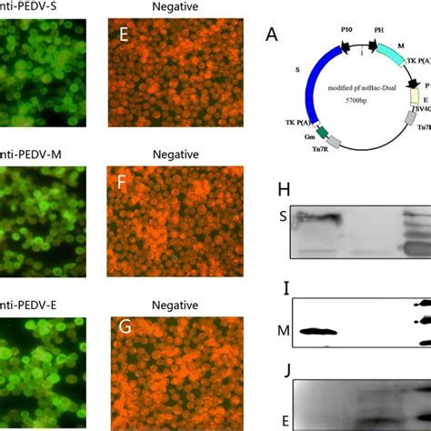 Pedv And Pedv Vlps Morphological Observations Under Tem A B The