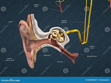 Sound Passes Through The Ear And Carries Signals To The Brain Stem