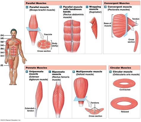 Microscopic Anatomy Of Skeletal Muscle Worksheet 11 Pages Answer 2