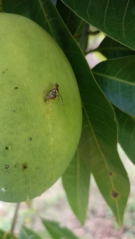 The Mango Fruit Fly Problem Understanding And Managing A Serious