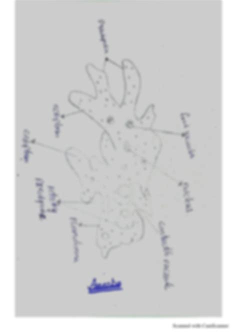 Solution Amoeba Classification Features And Diagram Studypool