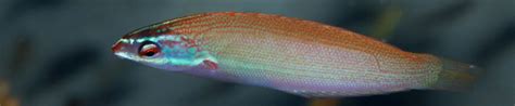 Pseudocoris Pseudocoris