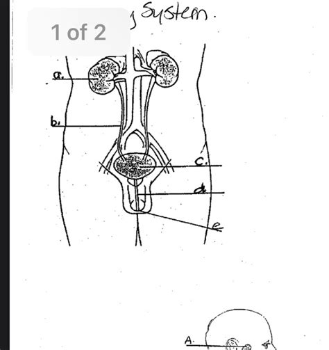 Urinary System Diagram Quizlet