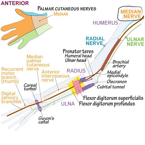 Median Nerve Pathway
