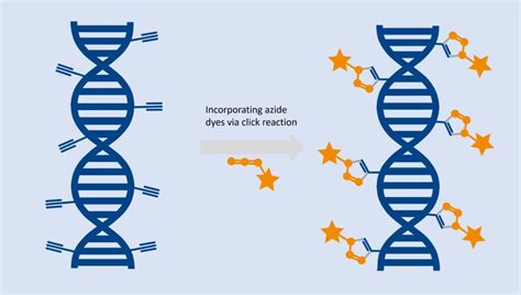 Edu Cell Proliferation Assay For Imaging