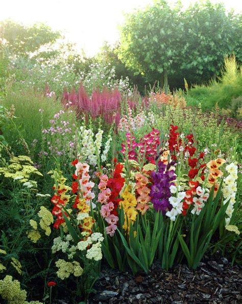 Gladioli Sword Lily Flower Garden Design Lily Plants Flower Garden