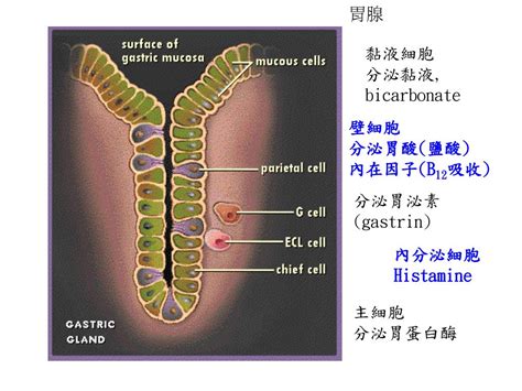 Ppt 食物利用與生理恆定 Powerpoint Presentation Free Download Id1973673
