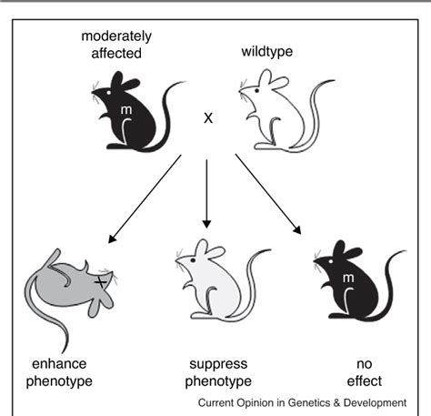 Figure 1 From Genetic Modifiers Of Neurological Disease Semantic Scholar