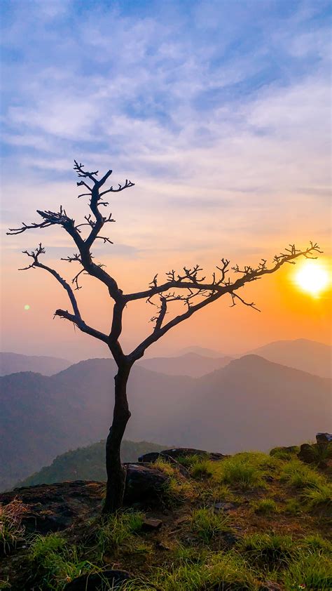 Sunset Over Tree Branches 2k Wallpaper Download