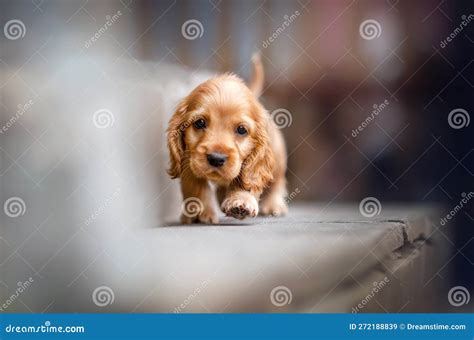 English Cocker Spaniel Cute Ginger Puppies Funny Photo Portrait Stock Image Image Of Lawn