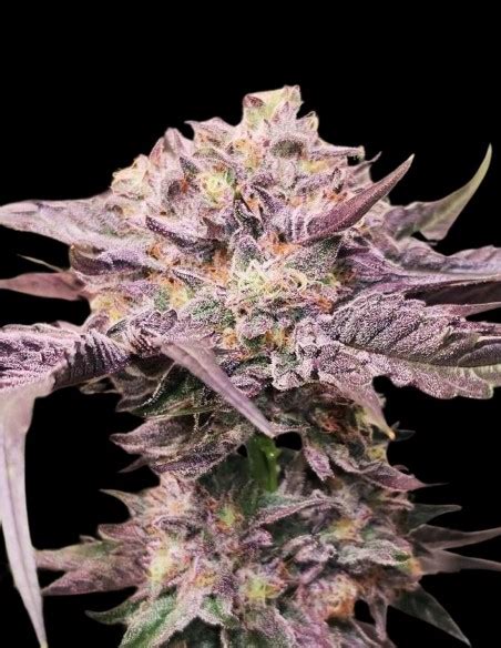 Pink Bacio Strain Karma Genetics 32 Thc And High Yields