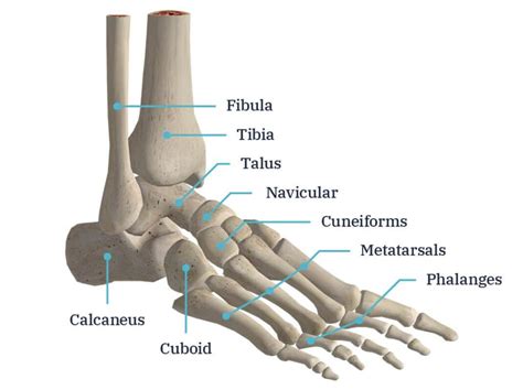 Anatomia Dos Ossos Do Tornozelo