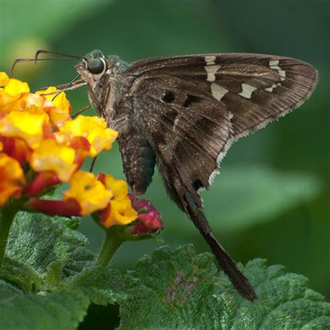 Urbanus Proteus Long Tailed Skipper