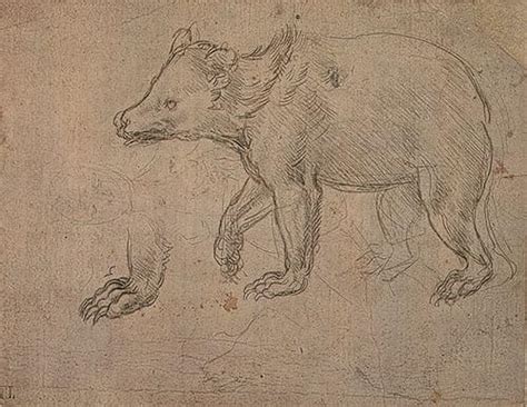 Leonardo Da Vinci Drawings Of Animals