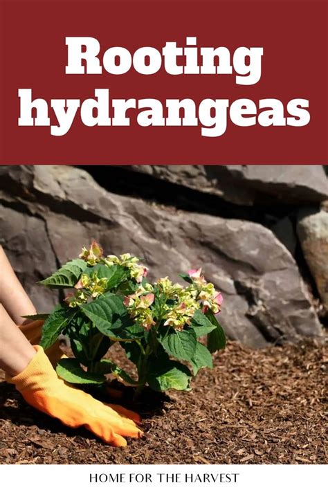 Rooting Hydrangeas In 2025 Growing Hydrangeas Rooting Hydrangea