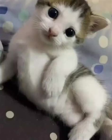 Duli Duli Album On Imgur