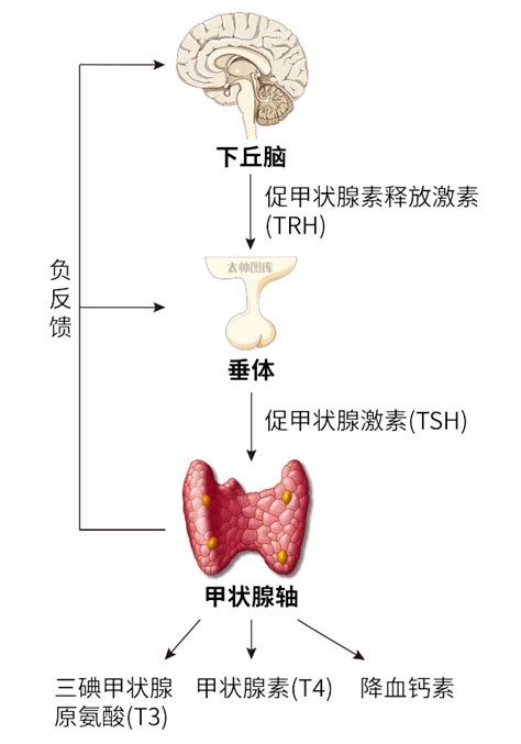 下丘脑 医学插画