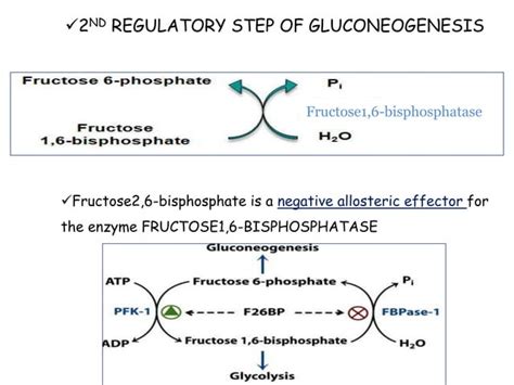 Diabetes And Gluconeogenesis Ppt