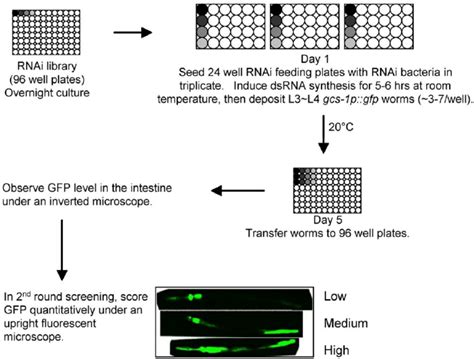 Rnai Screening Overview After Overnight Culture Rnai Bacteria Were Download Scientific
