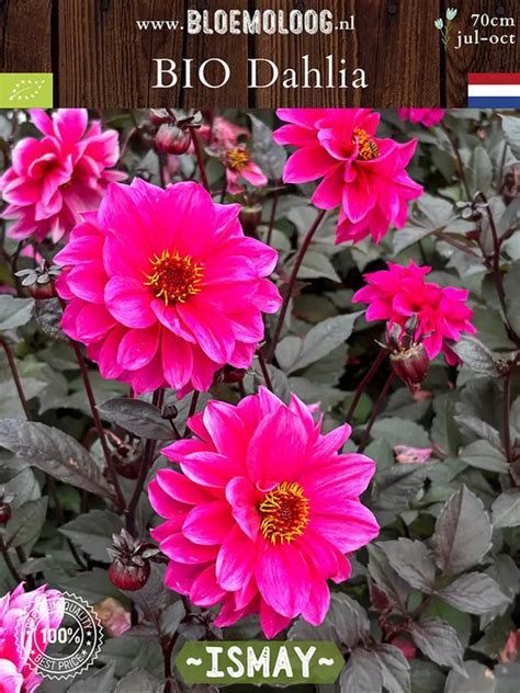 Biologische Dahlia Kopen Bloemoloog Nl